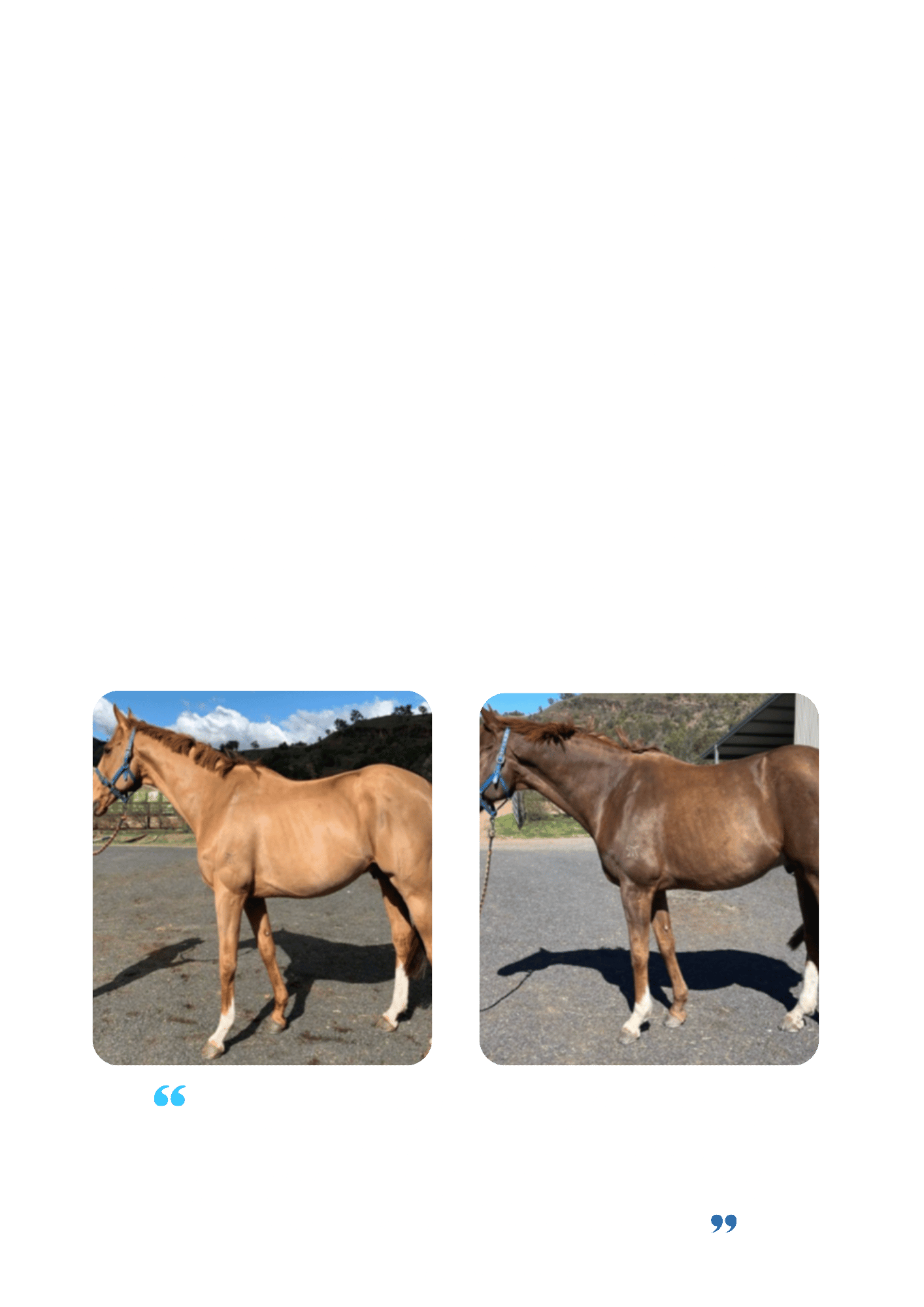 Localized Equine Cryotherapy